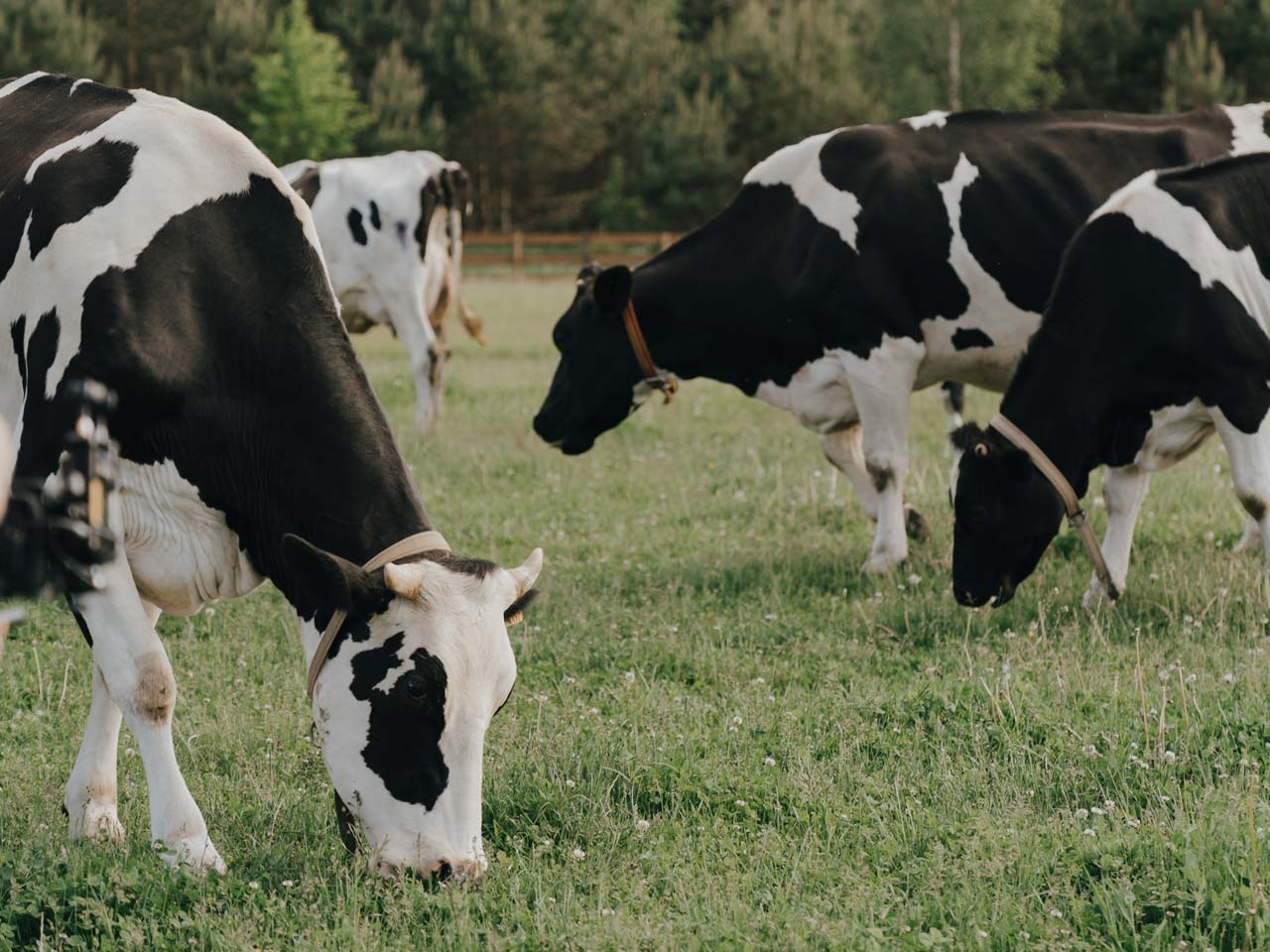 Cow Milk Cheeses – Adams Cheese Shop